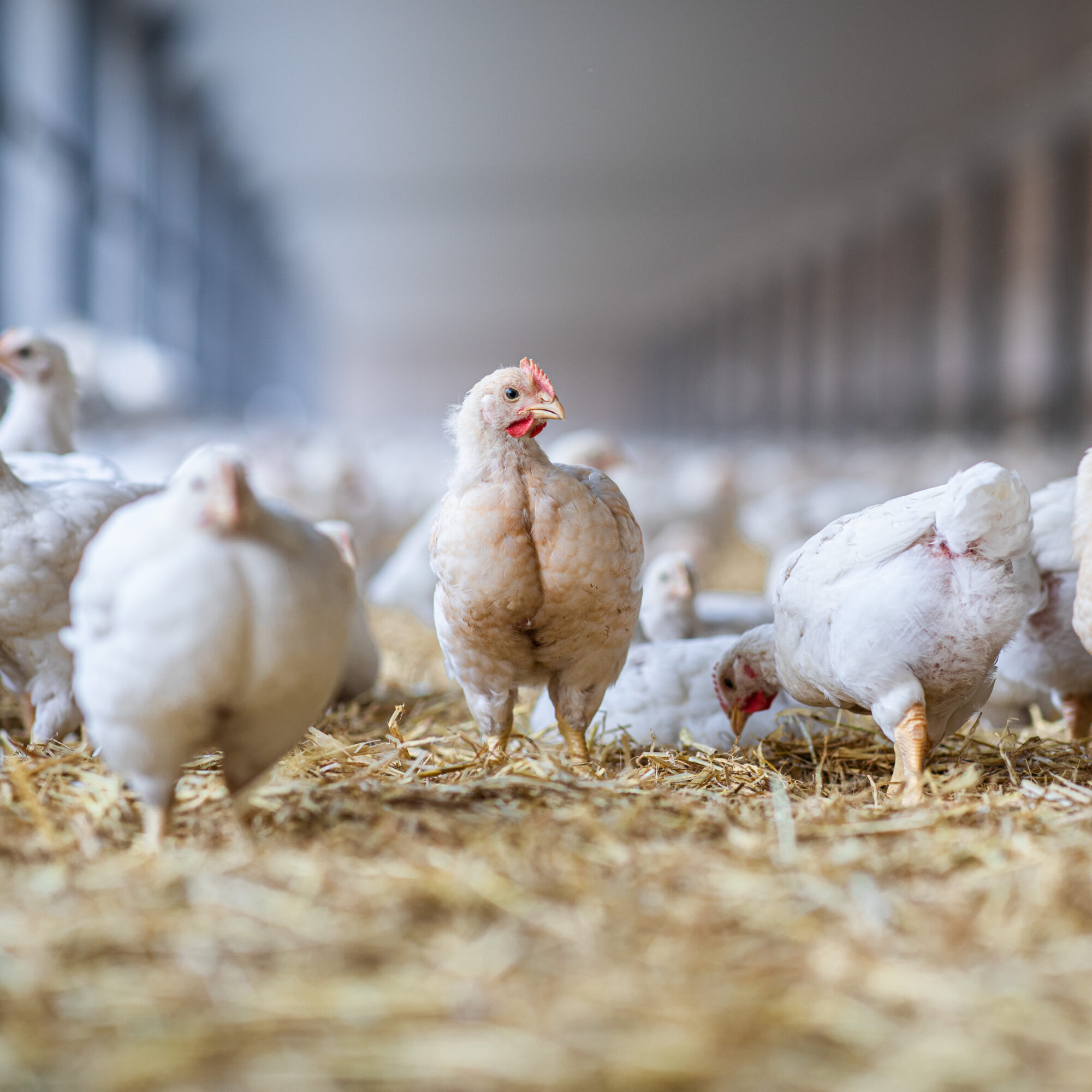 Activités volailles de chair | Groupe Michel